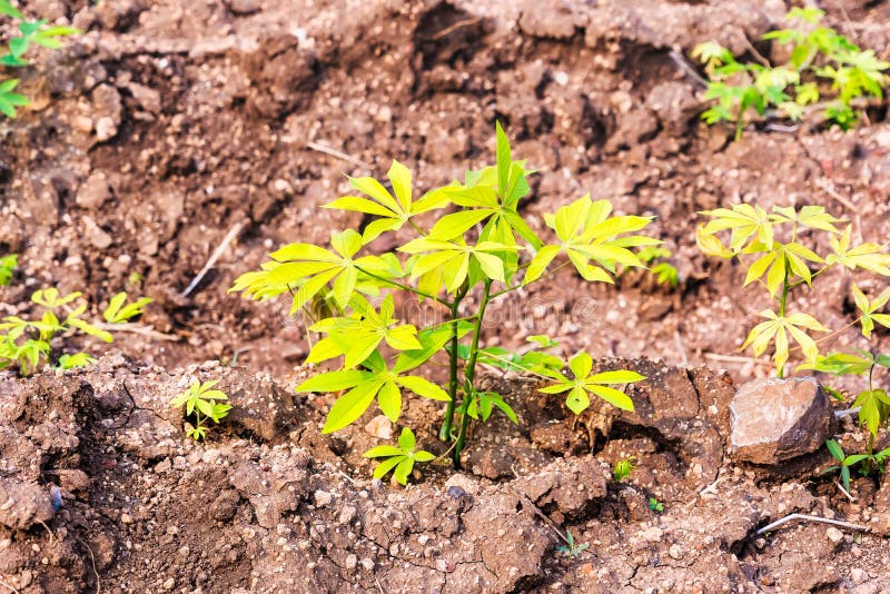 Yucca Sprouts Growing on the Ground in Thailand Stock Photo - Image of ...