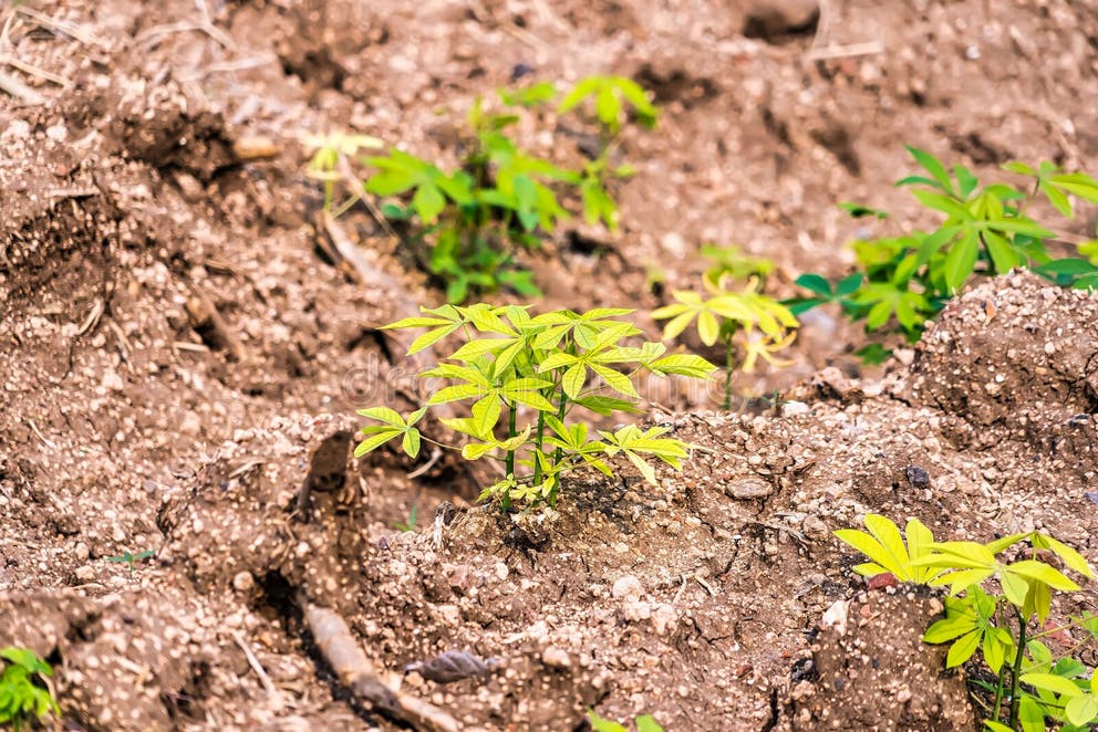 Yucca Sprouts Growing on the Ground in Thailand Stock Image - Image of ...