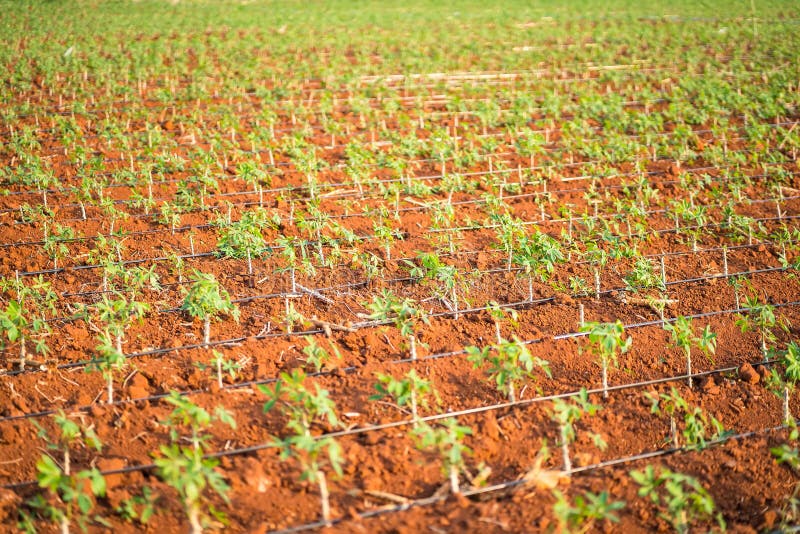 Yucca Sprouts Growing on the Ground in Thailand Stock Image - Image of ...