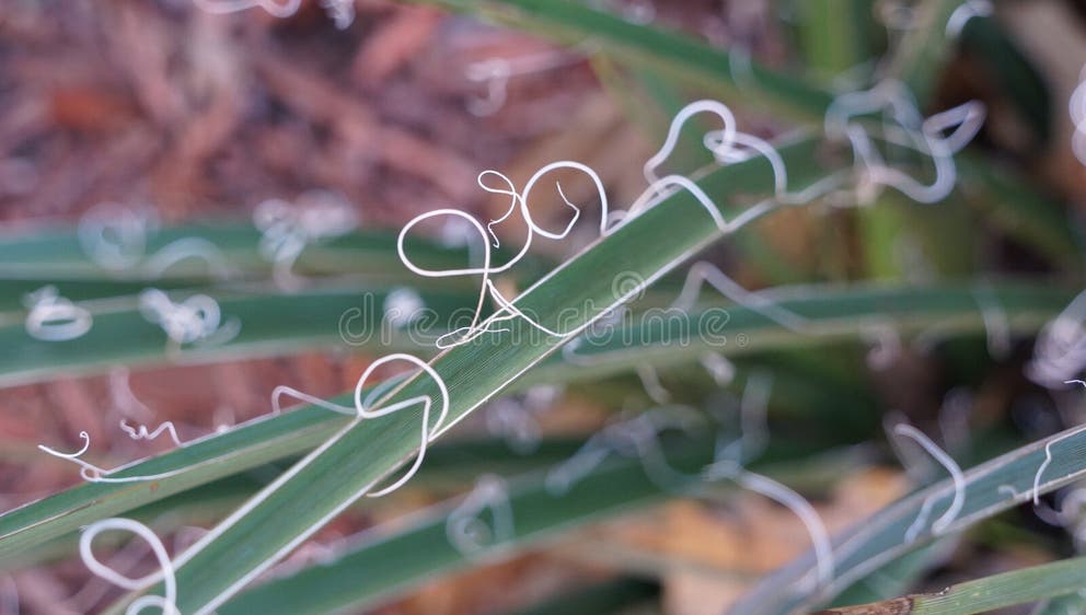 Yucca stems stock image. Image of white, potted, stalk - 173428607