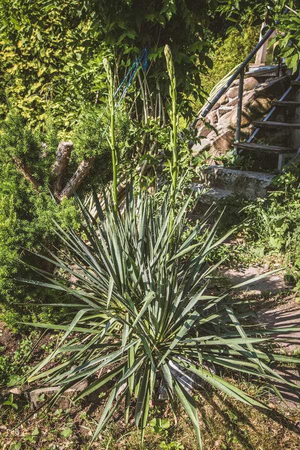 A Yucca plant stock photo. Image of evergreen, fresh - 118816602