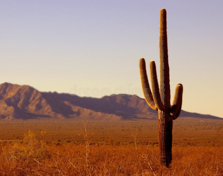 Yucca tree stock photo. Image of prickly, scrub, joshua - 255048