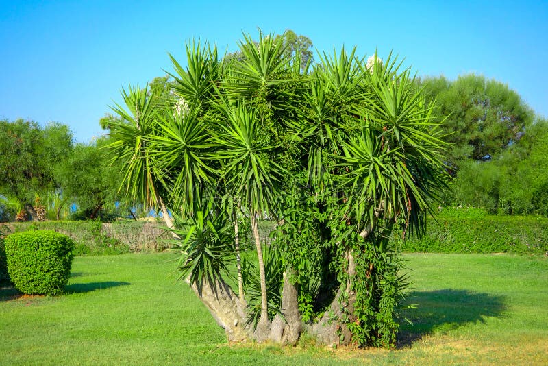 Yucca Tree or Yucca Filamentosa in Park Stock Image - Image of common ...