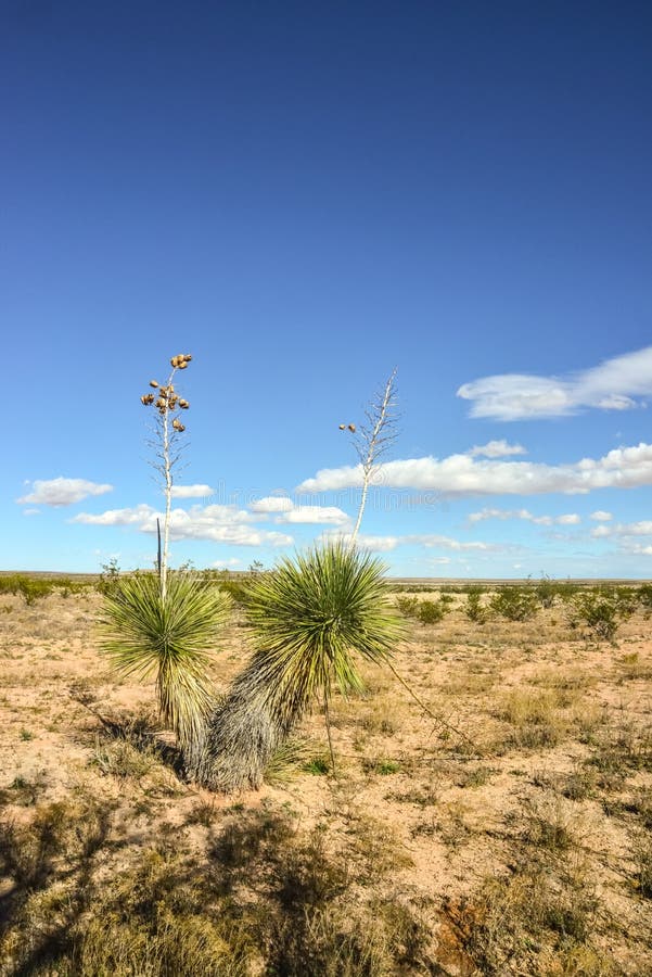 Yucca Tree in a Rocky Desert in New Mexico Stock Image - Image of ...