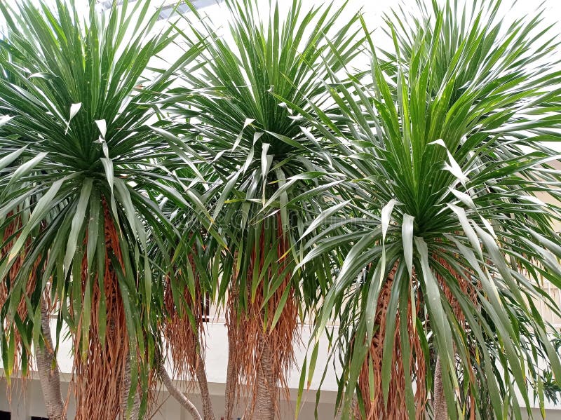Yucca Tree Seen from the Side Stock Image - Image of food, plantation ...