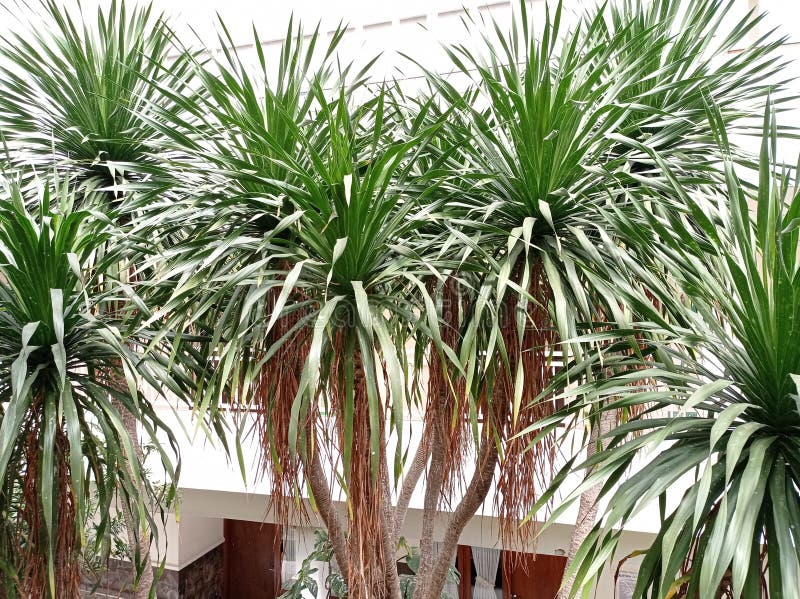 Yucca Tree Seen from the Side Stock Image - Image of crop, evergreen ...