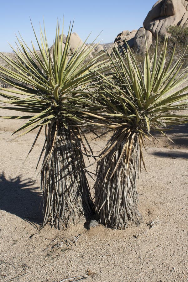 Yucca Trees Surrounded with Other Vegetation and Trees Stock Photo ...