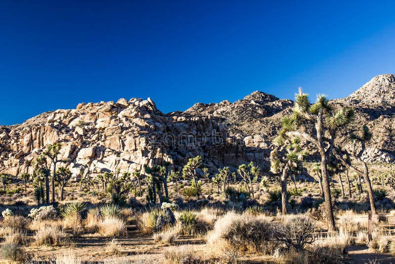 Joshua Trees at Sunrise in High Desert Stock Image - Image of rock ...