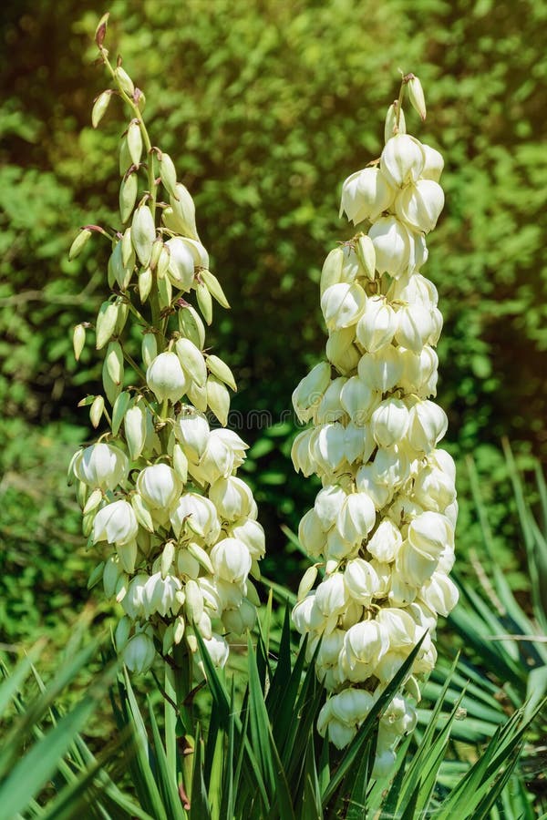 Flowering Yucca Plant stock image. Image of hardy, needle - 37363687