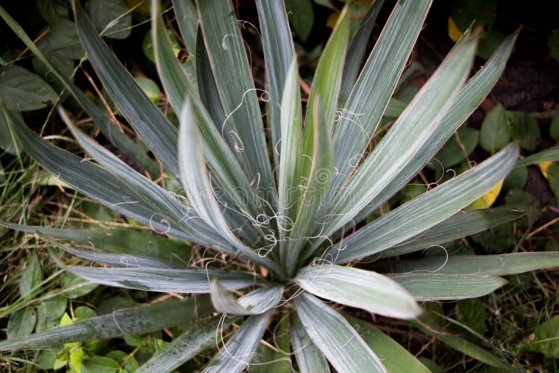 Yucca. stock photo. Image of drop, spring, macro, grass - 132918776