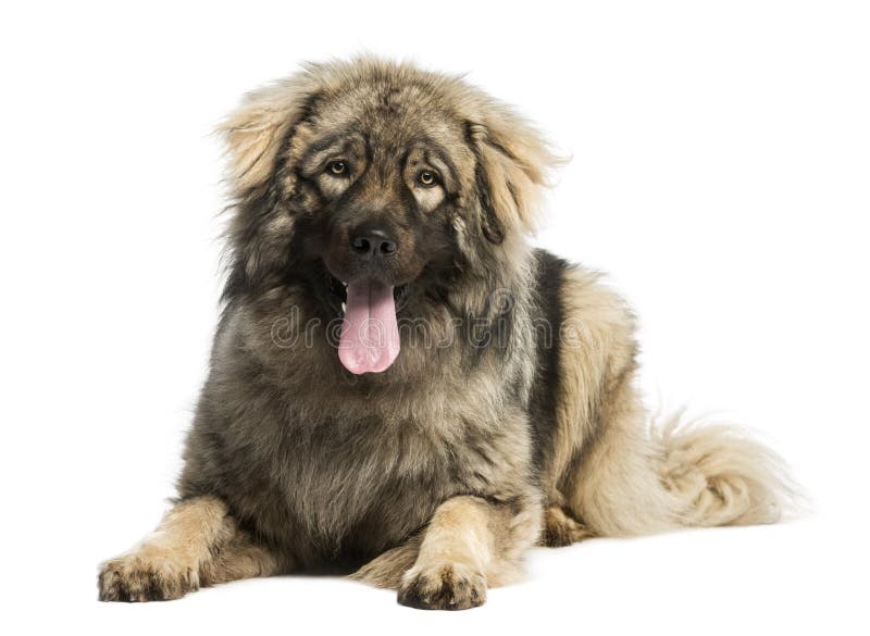 Yugoslav Shepherd Dog, 1 Year Old, Lying and Panting Stock Image ...
