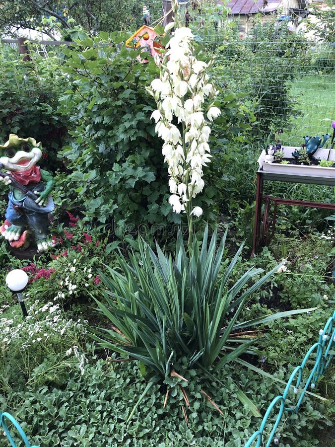 Yuka Flower Bloomed, Flowering, Garden Stock Image - Image of stemless ...