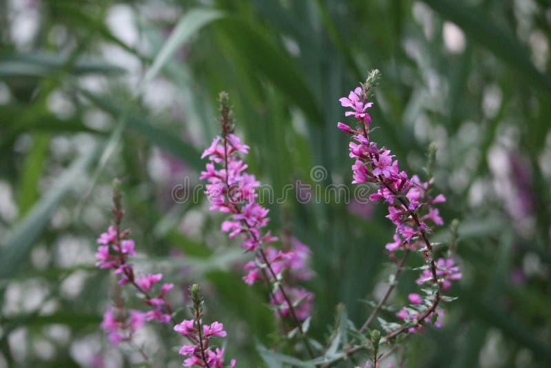 YUKI Japanese flower stock image. Image of pink, beautiful - 165603839