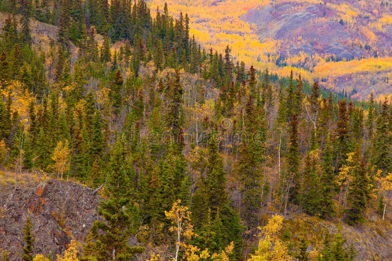 Yukon Gold - Fall in Yukon Territory, Canada Stock Photo - Image of ...