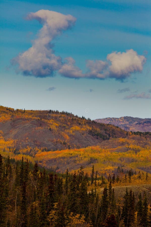 Yukon Gold - Fall in Yukon Territory, Canada Stock Photo - Image of ...