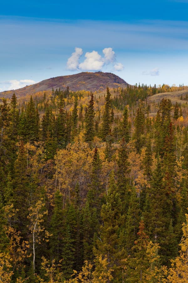 Yukon Gold - Fall in Yukon Territory, Canada Stock Image - Image of ...