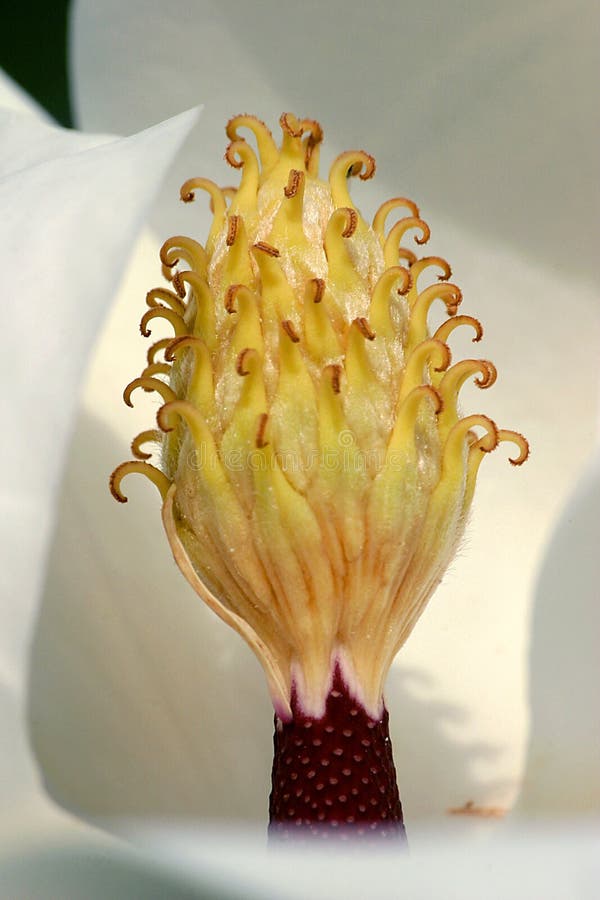 1,137 Yulan Stock Photos - Free & Royalty-Free Stock Photos from Dreamstime