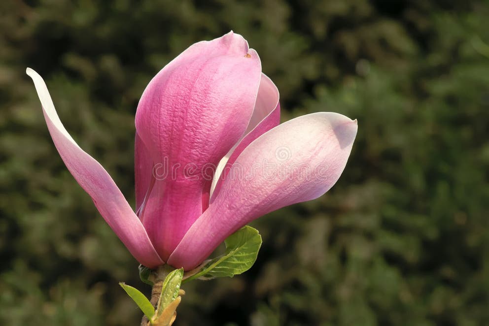 Yulan flower stock photo. Image of magnolia, natural - 24395058