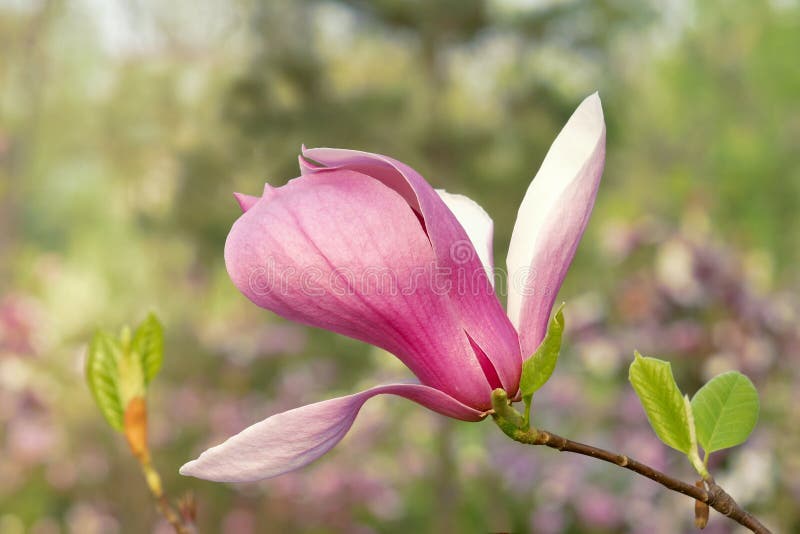 Yulan flower stock image. Image of pink, plant, flower - 24836607