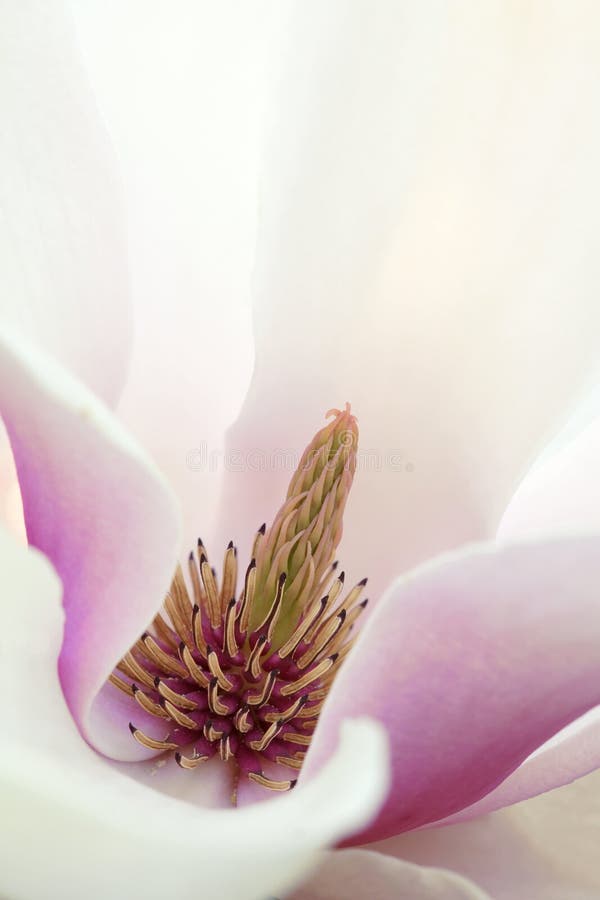 Yulan flower stock photo. Image of pink, macro, pistil - 24836634