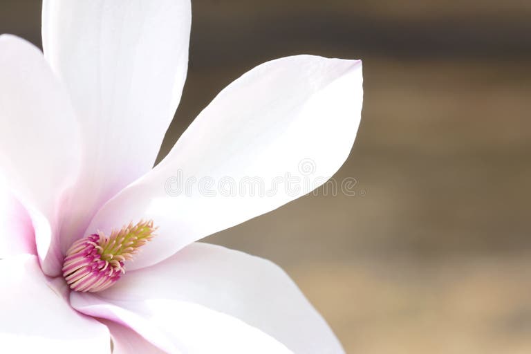Yulan flower stock image. Image of closeup, petals, close - 69692207