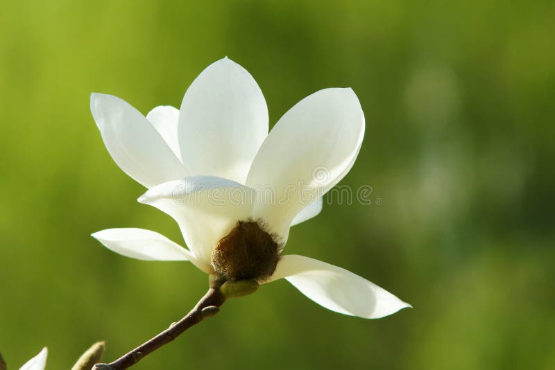 1,137 Yulan Stock Photos - Free & Royalty-Free Stock Photos from Dreamstime