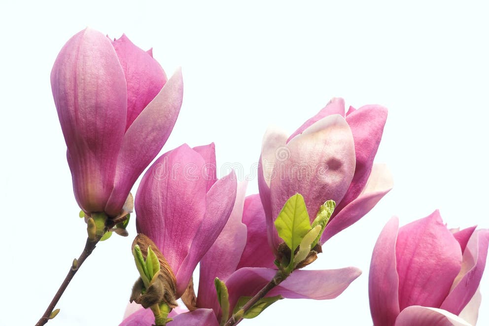 Yulan flowers stock photo. Image of spring, purple, flowers - 24836684