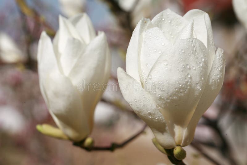 White yulan stock image. Image of blossom, outdoor, magnolia - 8548471