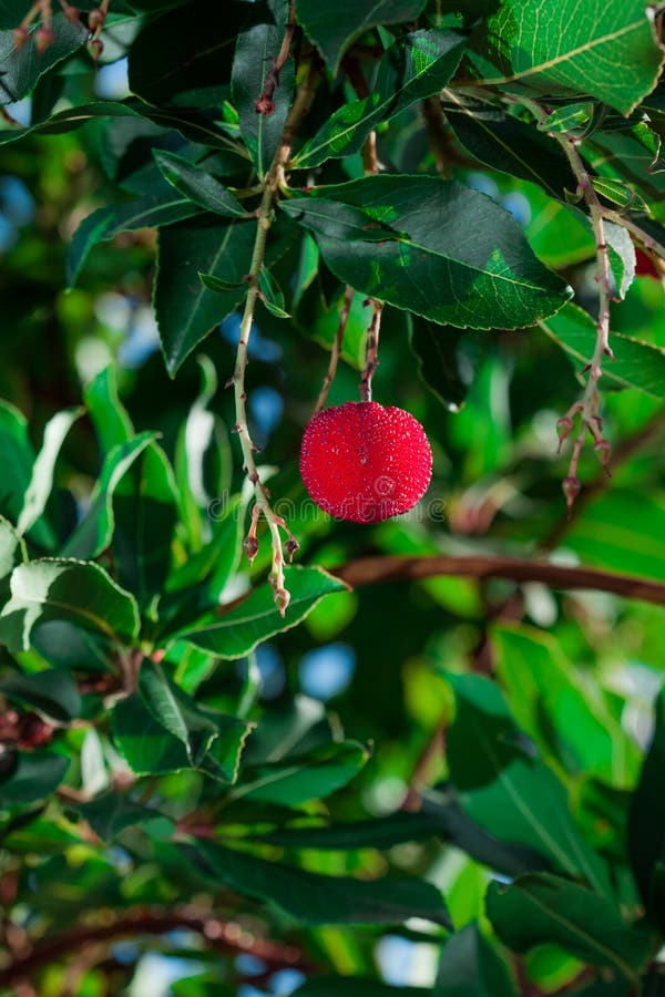 Yumberry Fruit Tree Blossom Stock Image - Image of natural, berry: 28800683