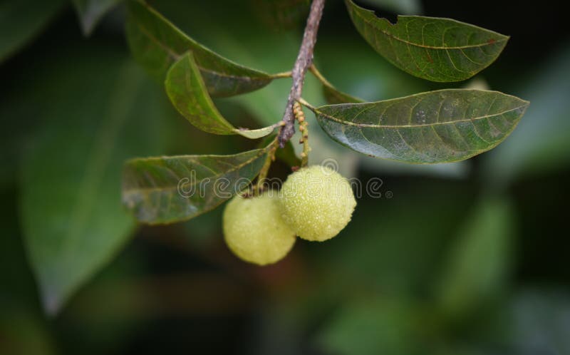 Yumberry Fruit Tree Blossom Stock Image - Image of natural, berry: 28800683