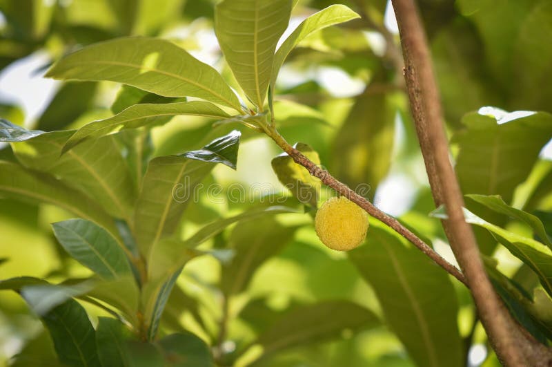 Yumberry Fruit Tree Blossom Stock Image - Image of natural, berry: 28800683