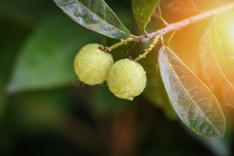 Yumberry Fruit Tree stock photo. Image of riboflavin - 28800674