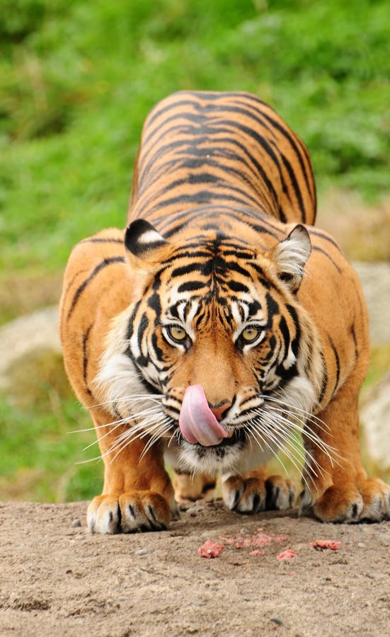 Tiger stock photo. Image of mammal, animals, phoenix, tiger - 2829222