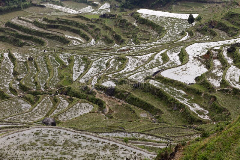 Yunhe terraces stock image. Image of curved, layer, agriculture - 53641857