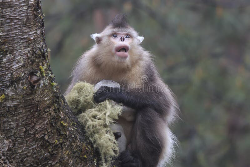 Yunnan Black Snub-Nosed Monkey Rhinopithecus Bieti Stock Photo - Image ...