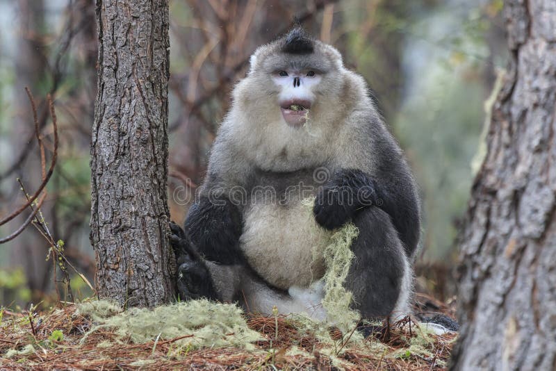Yunnan Black Snub-Nosed Monkey Rhinopithecus Bieti Stock Image - Image ...