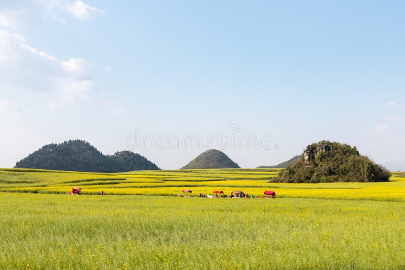Yunnan Luoping Spring Landscape Stock Photo - Image of country, plant ...