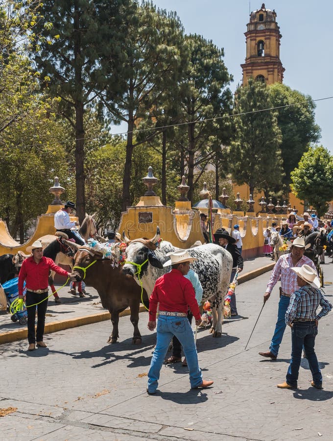Yunta Pulled by Oxen Decorated in the Traditional Festival of the San ...