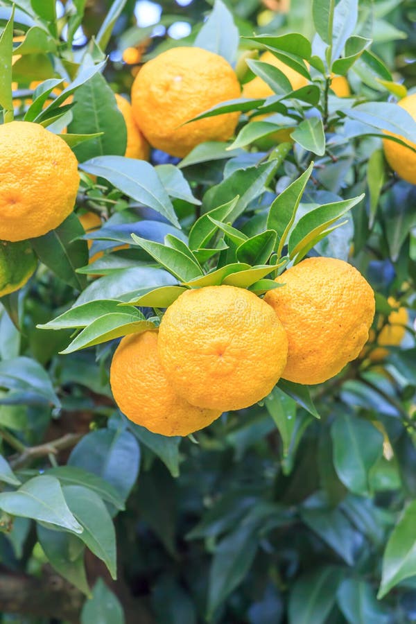 Yuzu: Citrus junos stock image. Image of green, landscape - 61535895