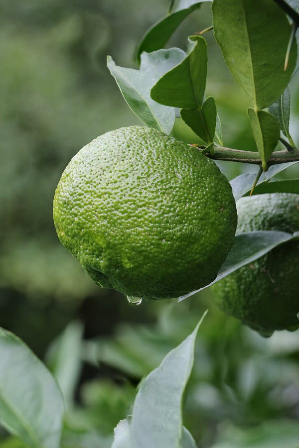 Yuzu: Citrus junos stock photo. Image of organic, plant - 78500964