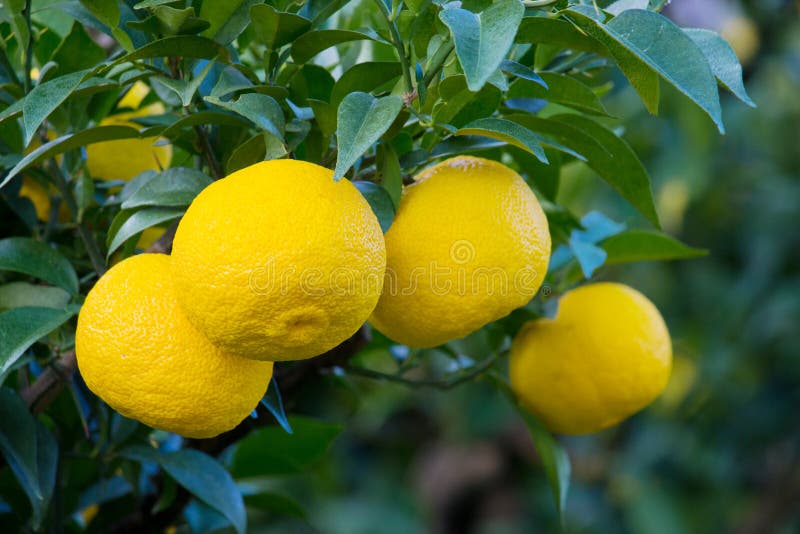 Kito Yuzu on the tree stock image. Image of growth, plant - 158314351