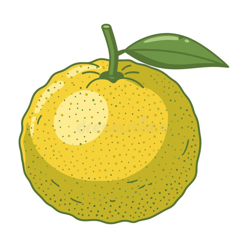 Yuzu Fruit Illustration, Vector Graphic Stock Vector - Illustration of agriculture, yuzu: 403380215