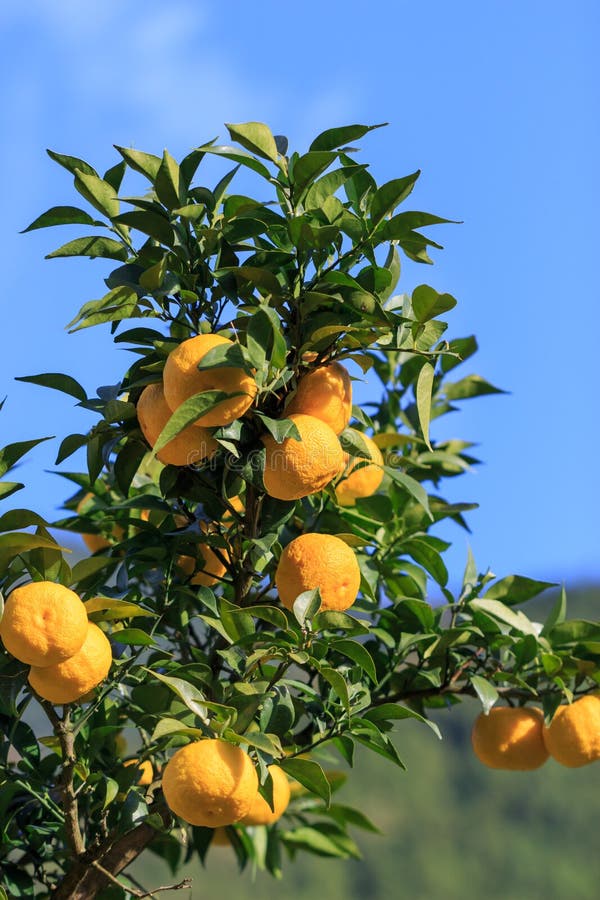 Yuzu on the tree stock image. Image of outdoor, field - 61882107