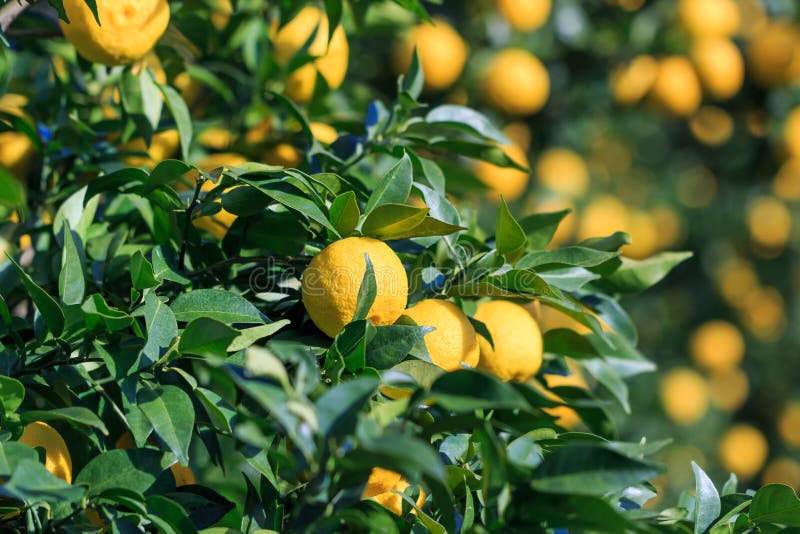 Yuzu on the tree stock image. Image of farm, organic - 61882069