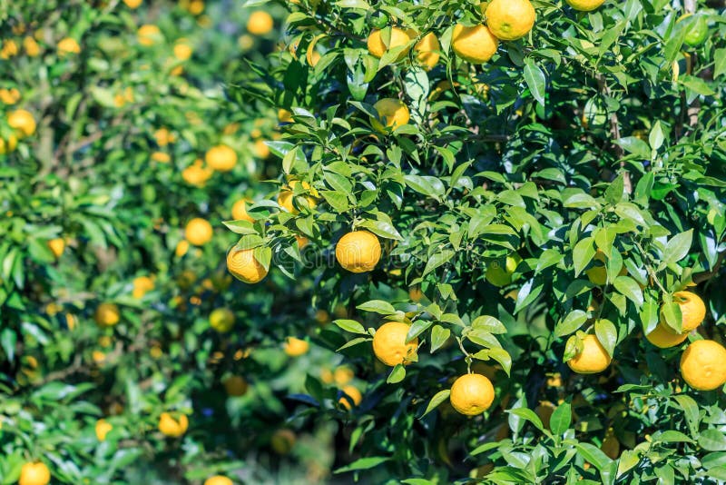 Japanese yuzu stock photo. Image of fruit, vertical, citrus - 66859086