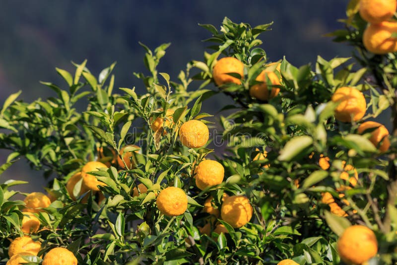 Yuzu on the tree stock photo. Image of japan, nature - 61882136