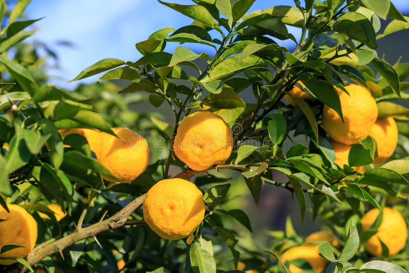 Yuzu on the tree stock photo. Image of plant, agriculture - 61882150