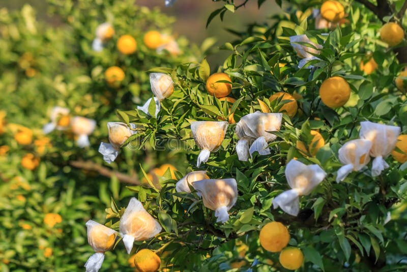 Yuzu on the tree stock image. Image of field, fruits - 61882465
