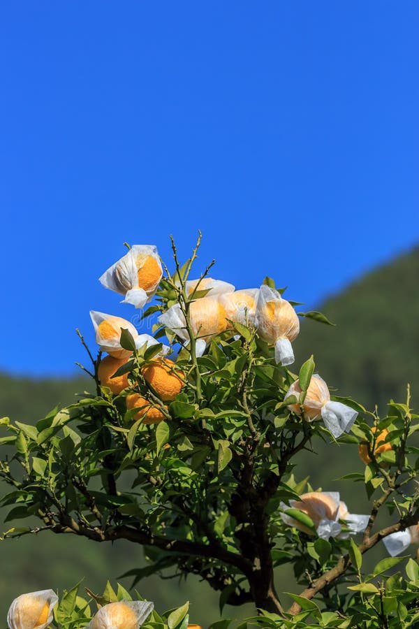 Yuzu on the tree stock photo. Image of landscape, special - 61882488