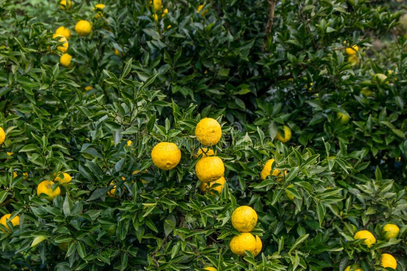 290 Yuzu Tree Fruit Stock Photos - Free & Royalty-Free Stock Photos ...